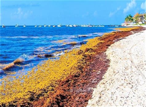 Sound At Sea Sargassum Buries Beaches And Threatens Tourism Wgcu