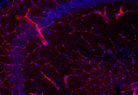 Synaptic Systems Collagen Type Iv