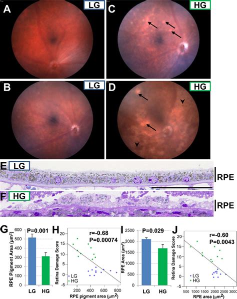 Figure 1 From A Low Glycemic Diet Protects Disease Prone Nrf2 Deficient