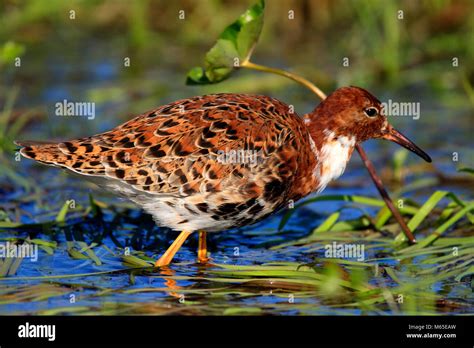 Single Ruff Bird On Grassy Wetlands During A Spring Nesting Period