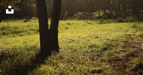 풀밭의 나무 사진 Unsplash의 무료 자연 이미지 풀밭의 나무 사진 Unsplash의 무료 자연 이미지