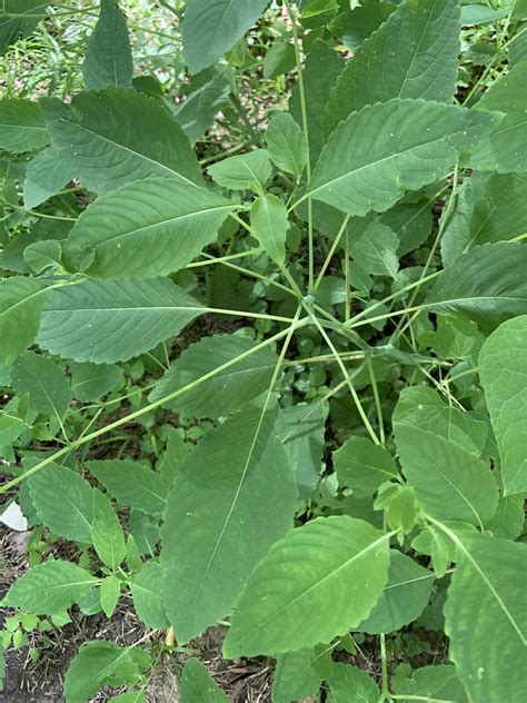 North Central Us Exploding Seed Pods Rwhatsthisplant