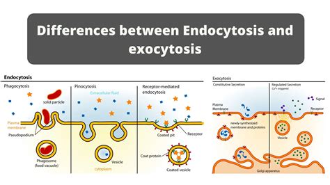 Endocytosis And Exocytosis Transport Teachmephysiology 48 Off