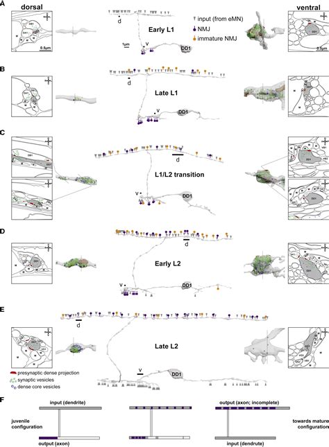 Post Embryonic Remodeling Of The C Elegans Motor Circuit Current Biology