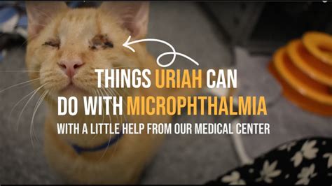 Microphthalmia Cat