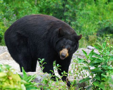 American Black Bear Habitat