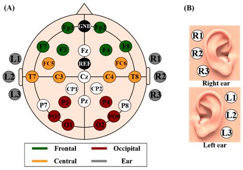 Electroencephalogram Eeg