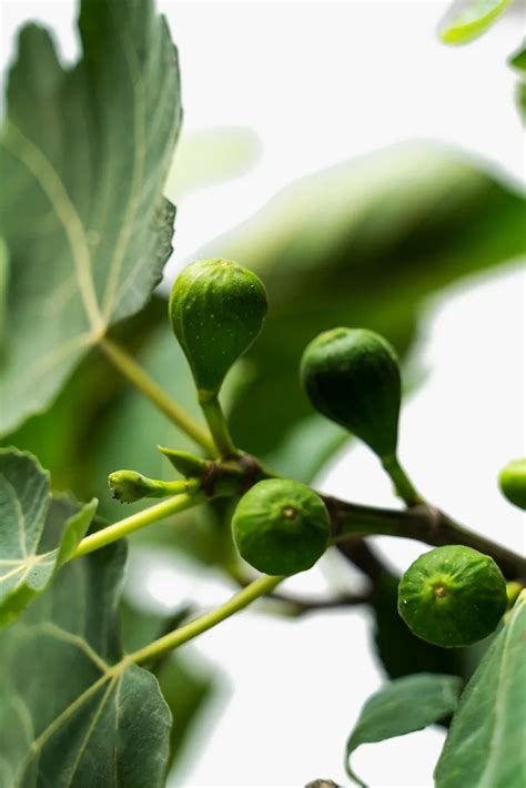 Celeste Fig Trees For Sale The Tree Center