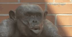 Old Chimp Monkey Kiss Display GIF GIFDB Com