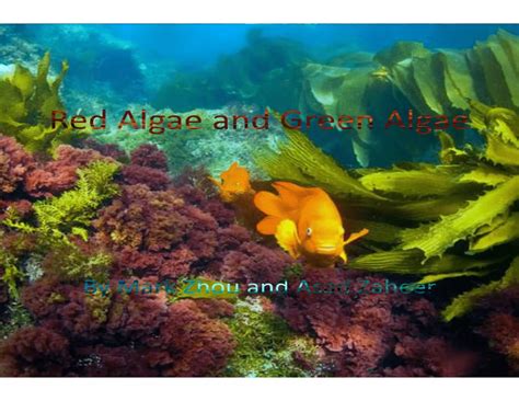 Algae 02 Plant Kingdom Pdf