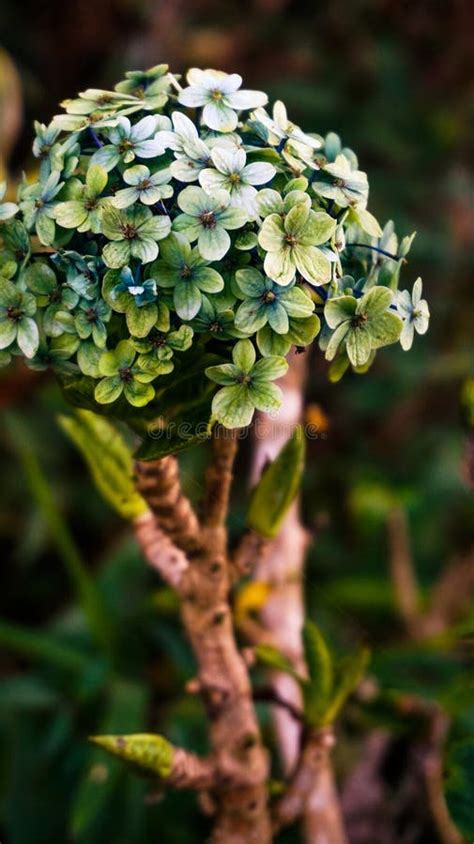 Hydrangea Macrophylla Or Japanese Leaf Bush Comes In Many Types Of Colors Including Blue Green