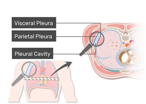 Pleural Cavity Diagram