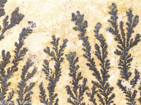 Pyrolusite Mineral Specimen For Sale