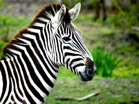 Free Images Nature Grass White Animal Wildlife Wild Zoo