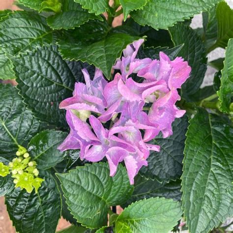 Hydrangea Tea Time Blue