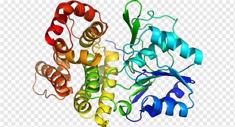 그래픽 인간 선 동작 행동 인간 선 Png Pngwing
