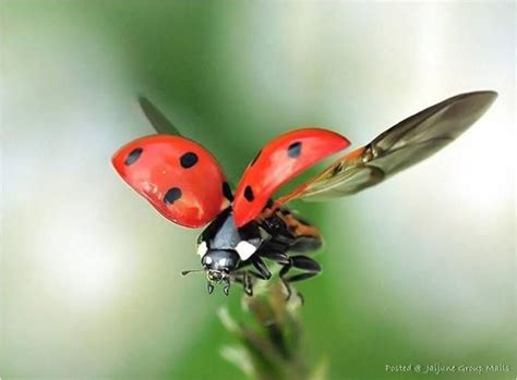 Ladybug Flying Insect Photography Beautiful Bugs Insects
