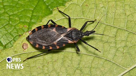 What To Know About The Potentially Deadly Kissing Bugs Youtube