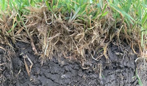 How To De Thatch Your Lawn Excessive Lawn Thatch Kiwicare