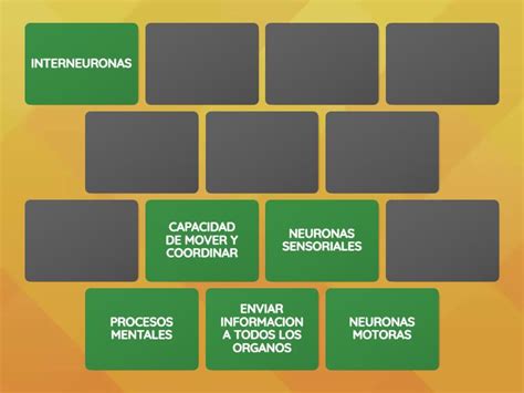 Tipos De Neuronas Matching Pairs