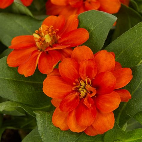 Lowes Multicolor Zinnia In 1 Quart Pot In The Annuals Department At