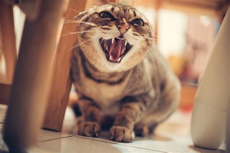 Cat Airplane Ears 4 Vet Verified Reasons Why Cats Do This Facts And Faq