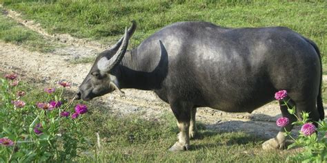 Daging Kerbau India Siap Serbu Pasar Indonesia Jelang Ramadan Jual