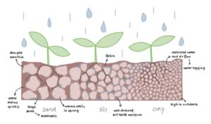 How To Test Soil Moisture