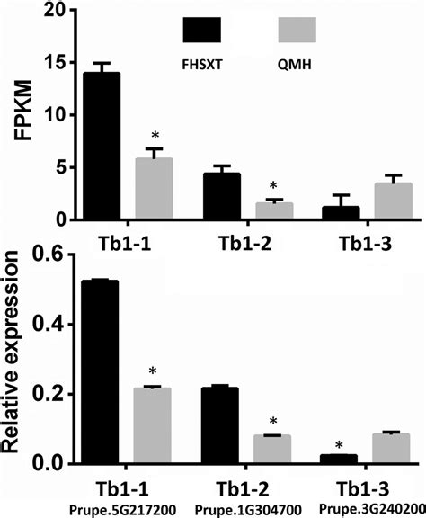 The Fpkm And Relative Transcript Levels Of Peach Tb1 Genes In Shoot