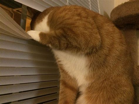Spying On The Neighbors Again R Aww