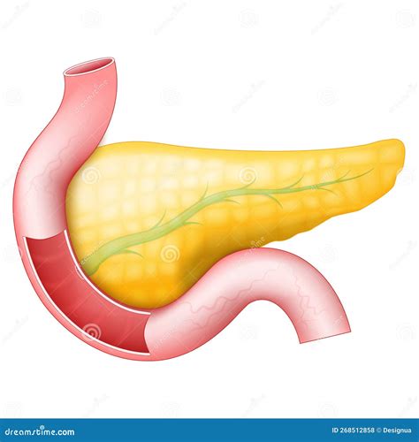 Pancreas With Pancreatic Duct Duodenum And Small Intestine On A White Background Stock Vector