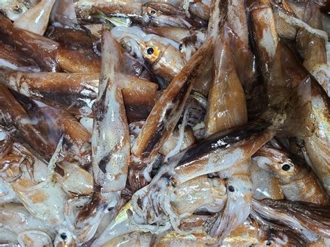 사장님이 이참에 창고 물량 싹 빼겠대요 🔥🔥 국내산 급냉 총알오징어 1팩에 단돈 11000원 무료배송 쉿 한정수량입니다 전국팔도 농수산 산지직송