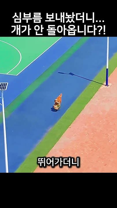 심부름 중 개가 사라졌습니다 Youtube