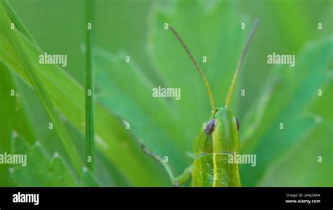 Grasshopper Grasshopper On Leaves Grasshopper On The Leaf Of Grass Close Up In The Field