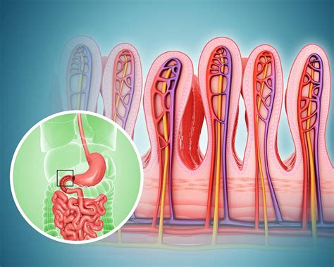 Small Intestinal Wall 16 By Science Photo Library