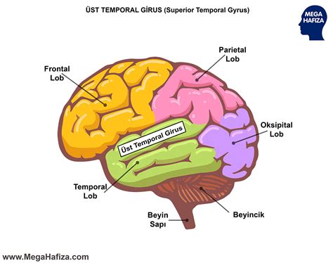 Üst Temporal Girus Superior Temporal Gyrus