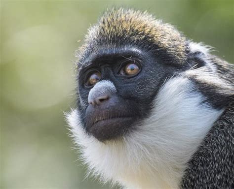 Guenons New England Primate Conservancy