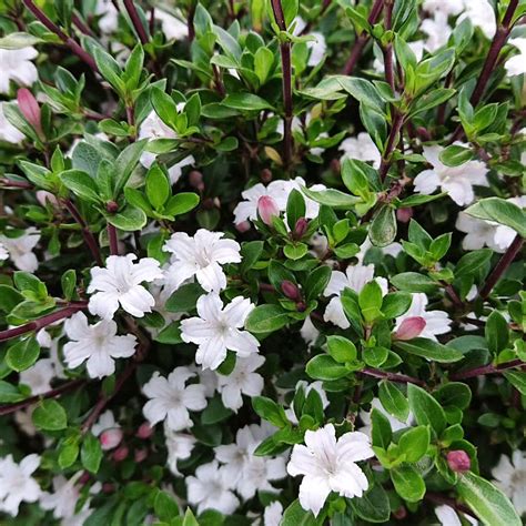 Are Snow Roses Real Best Guide For Beginners