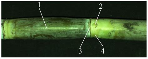 Sugarcane Stem