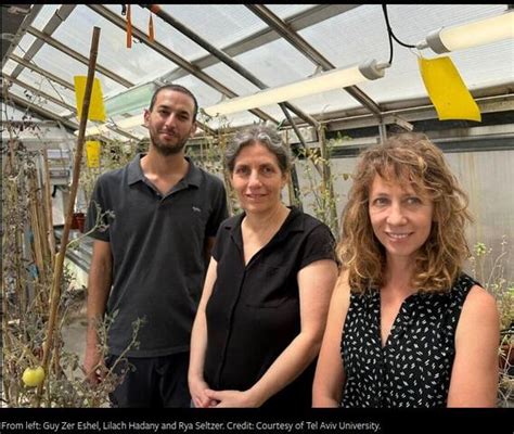 “tau Researchers Discover First Evidence Of Auditory Interaction