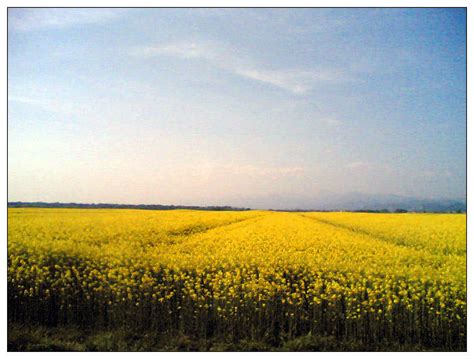 Yellow By The Drow On Deviantart