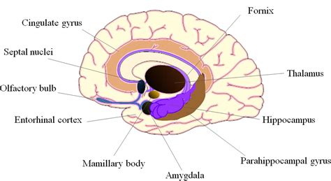 Cortical Hyperexcitability And Epileptogenesis Understanding The