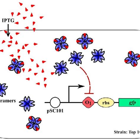 Schematic Representation Of The Synthetic Gene Circuit Used In This Download Scientific Diagram