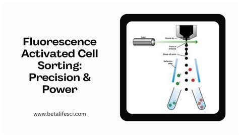 Fluorescence Activated Cell Sorting Precision And Power