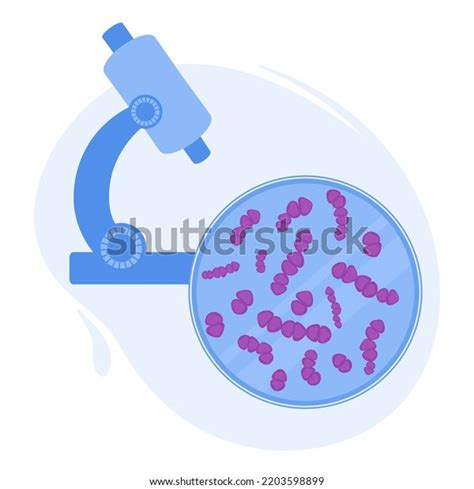 Streptococcus Pneumoniae Bacteria Under Microscope Medical Stock Vector Royalty Free