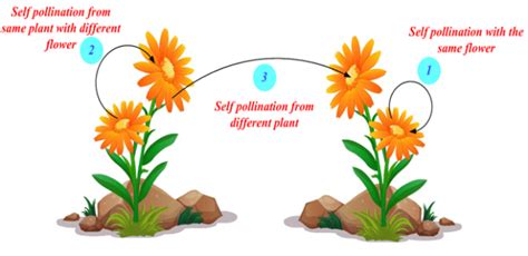 Flower Pollination Algorithm Fpa A Novel Method Motivated From The Behavior Of Flowers For