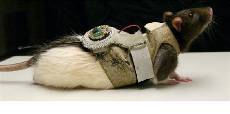 Figure 1 From Smart Sensors For Small Rodent Observation Semantic Scholar