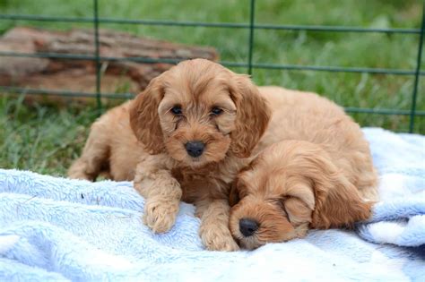 How Much Does A Cockapoo Cost 2026 Price Guide