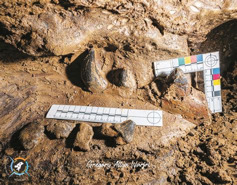 The 3 2 Mn Yr Old Lucy Fossil And Revelation About Nudity Shame The Shillong Times