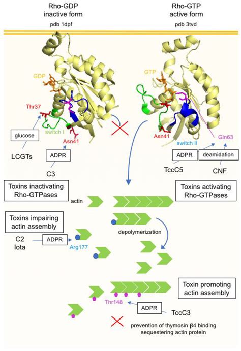 Toxins Free Full Text Overview Of Bacterial Protein Toxins From Pathogenic Bacteria Mode Of